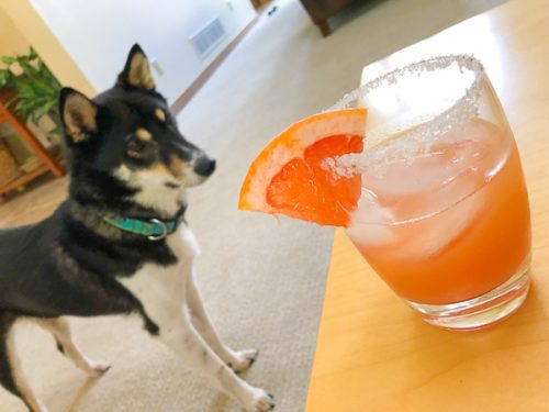Salty Shiba (Shiba Dog) Cocktail Recipe |The Japantry